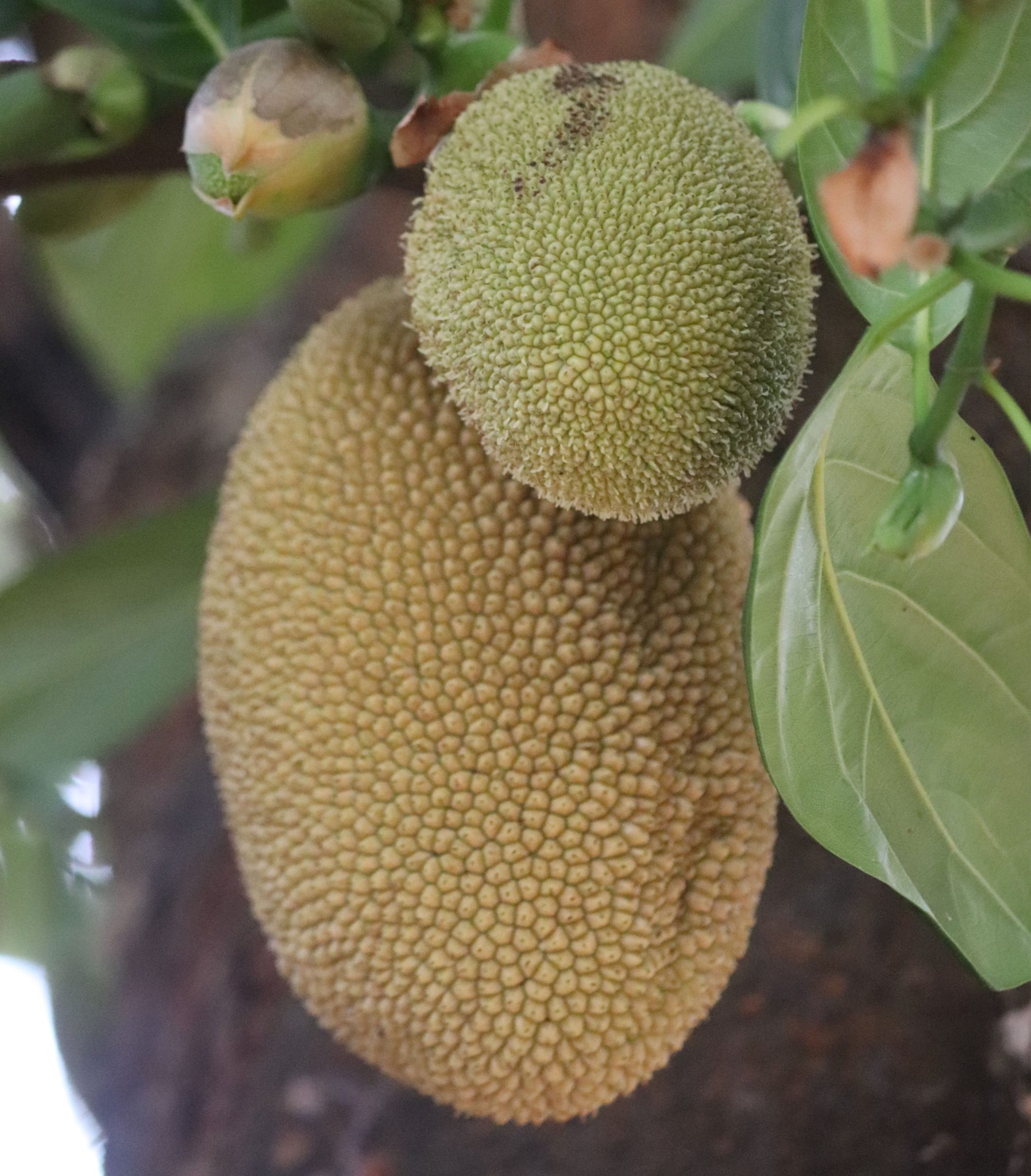 Jackfruit Tree - GIM Hotspot