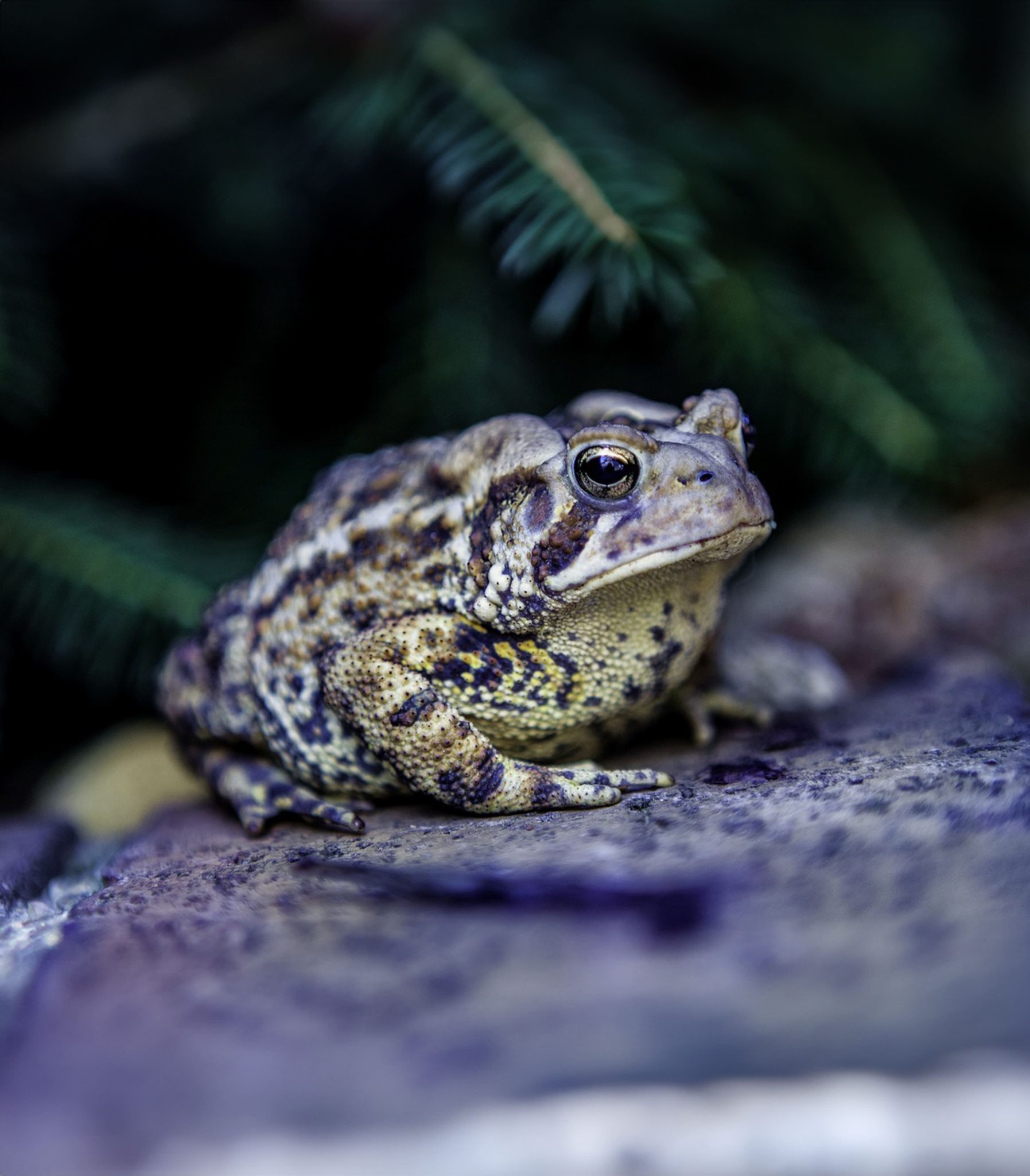 Indian Bull Frog - GIM Hotspot