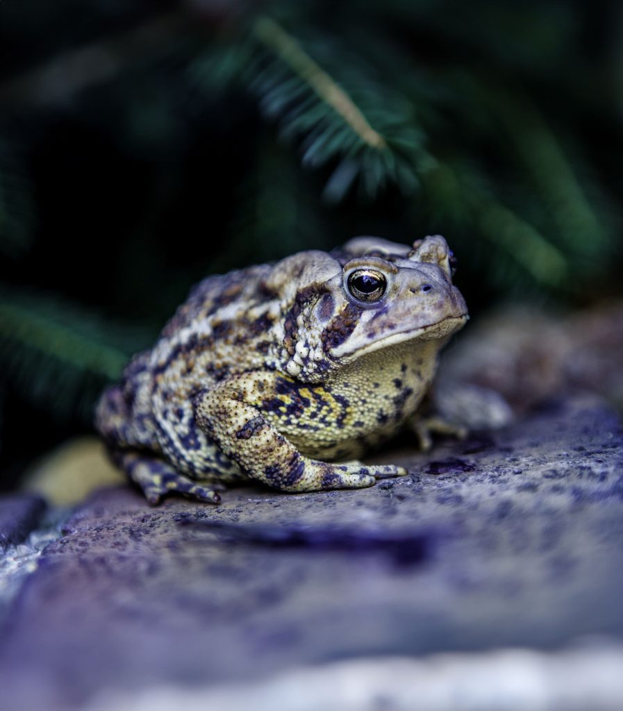 Indian Bull Frog - GIM Hotspot