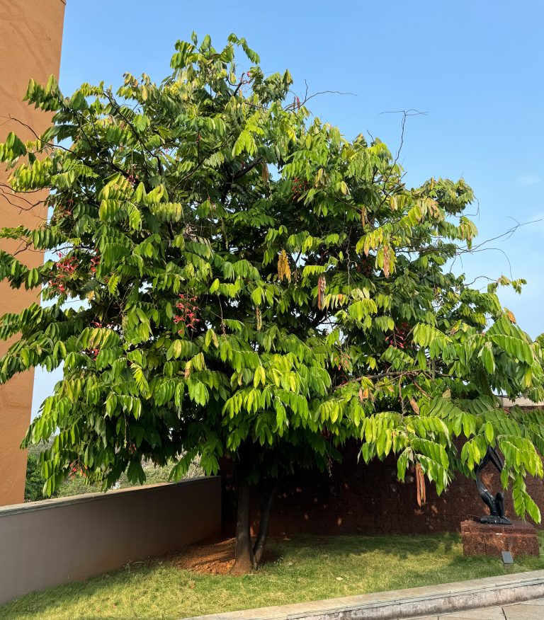 Pride of Burma - GIM Hotspot