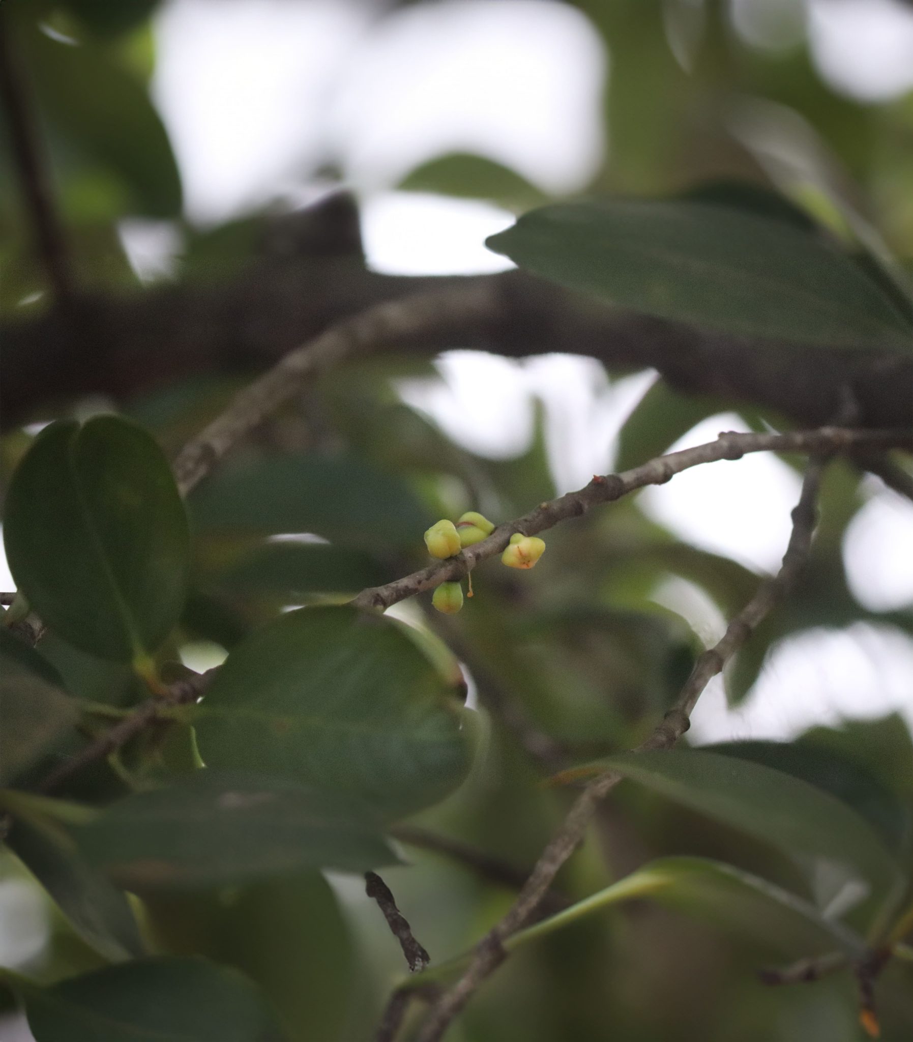 Kokum Tree - GIM Hotspot