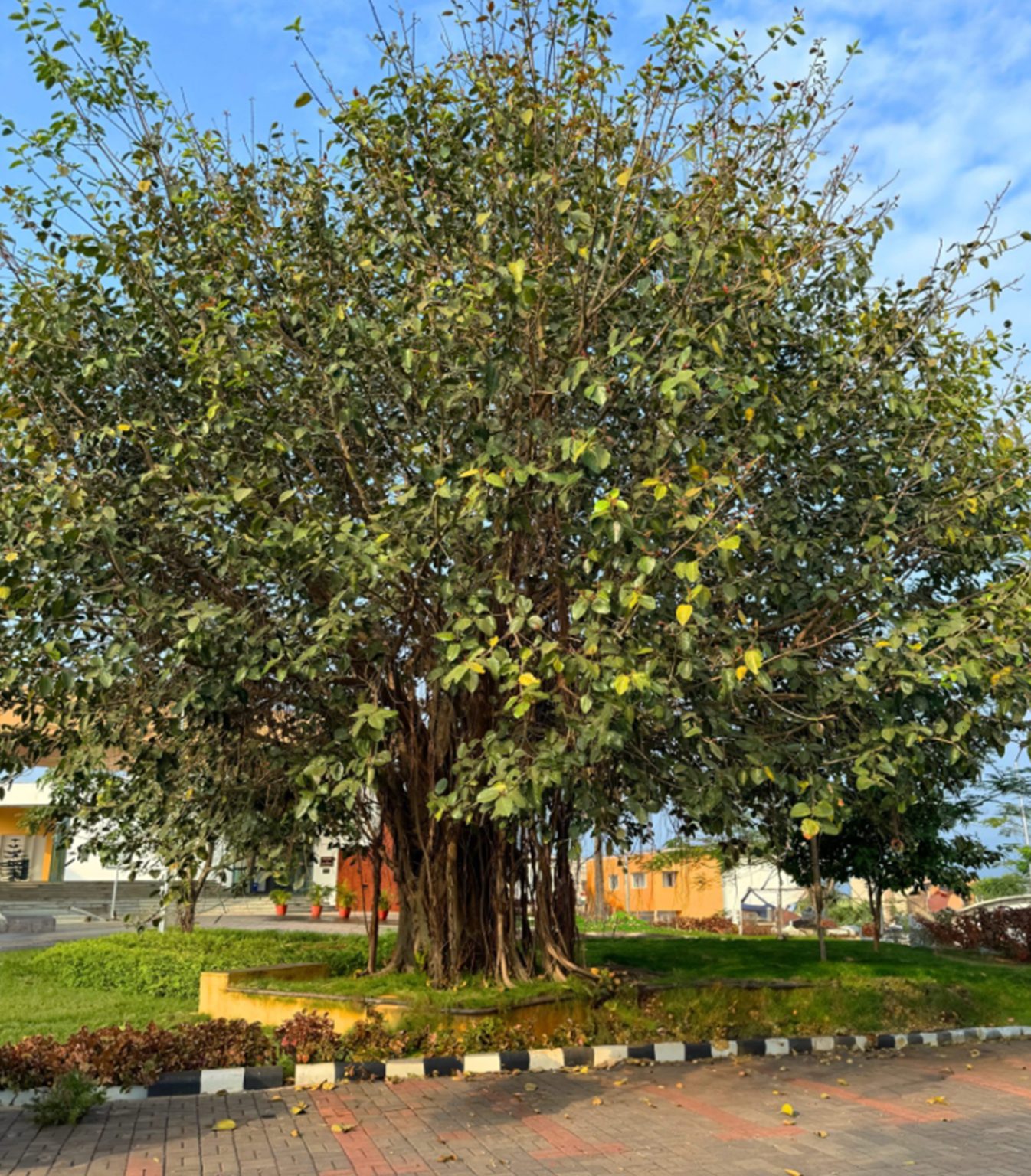 Banyan Tree - GIM Hotspot