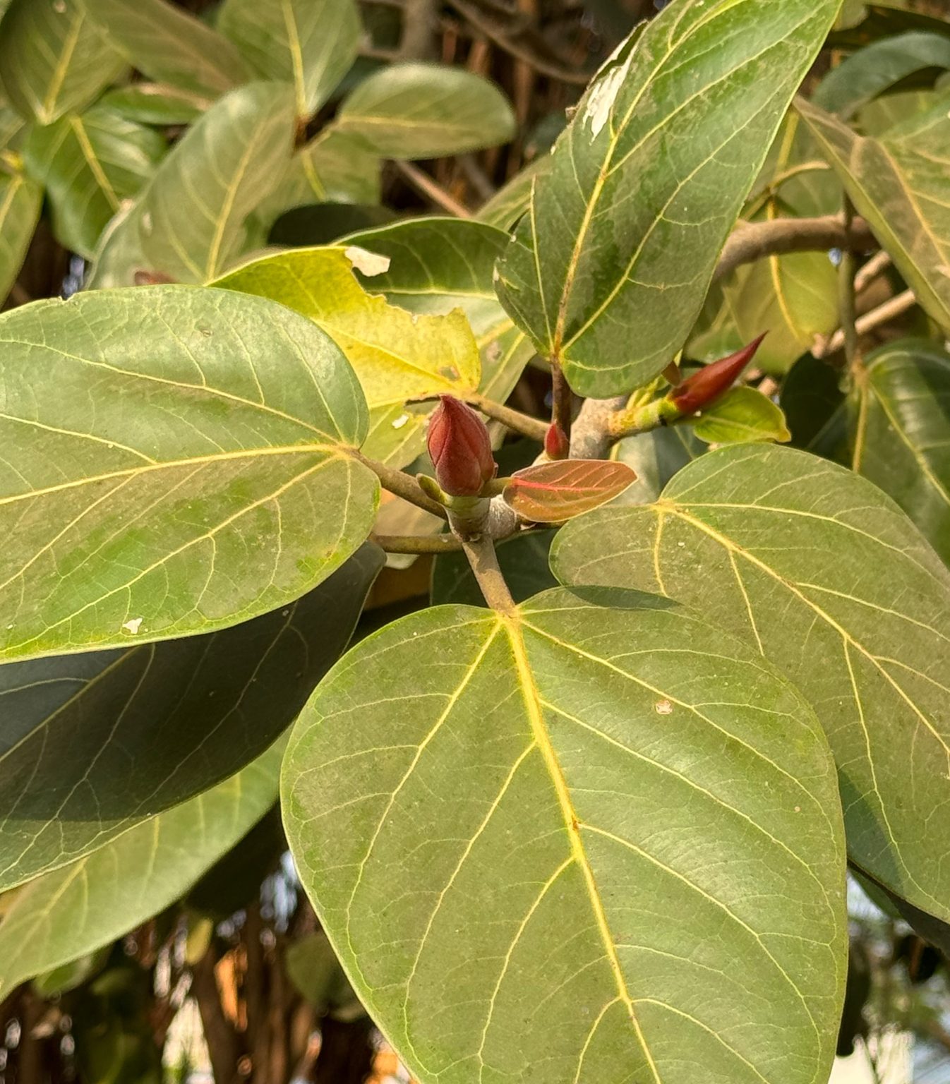 Banyan Tree - GIM Hotspot