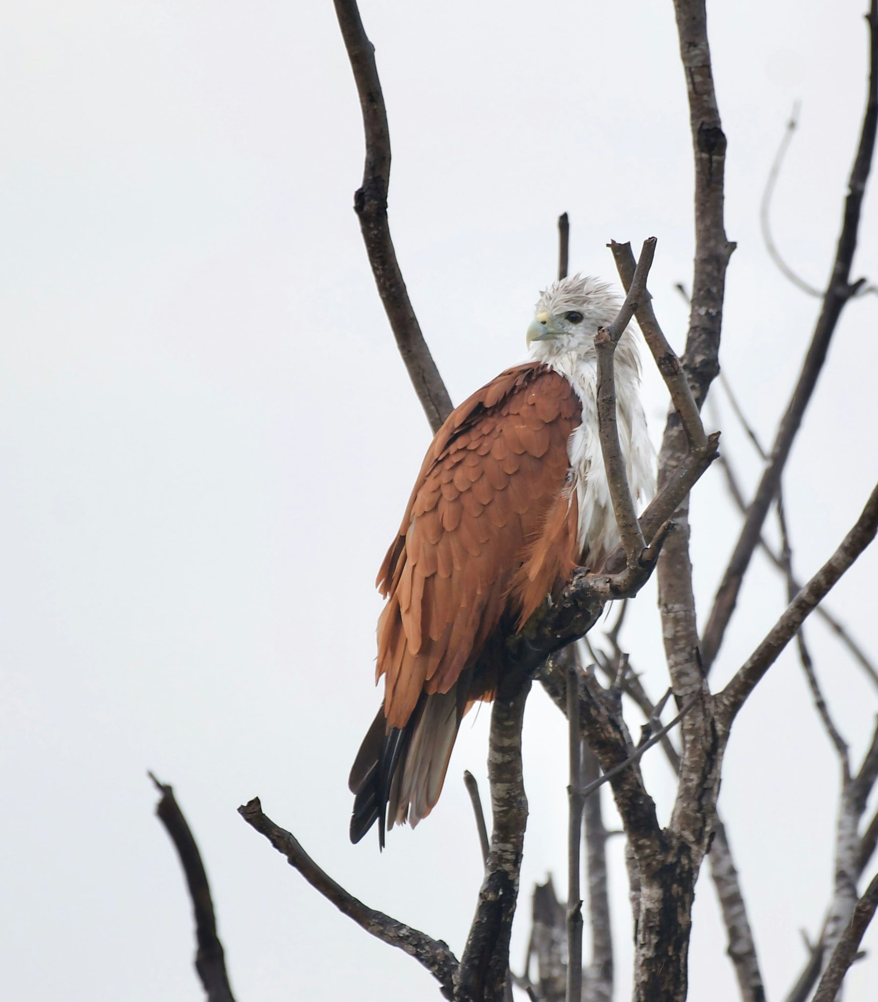 Brahminy Kite - GIM Hotspot