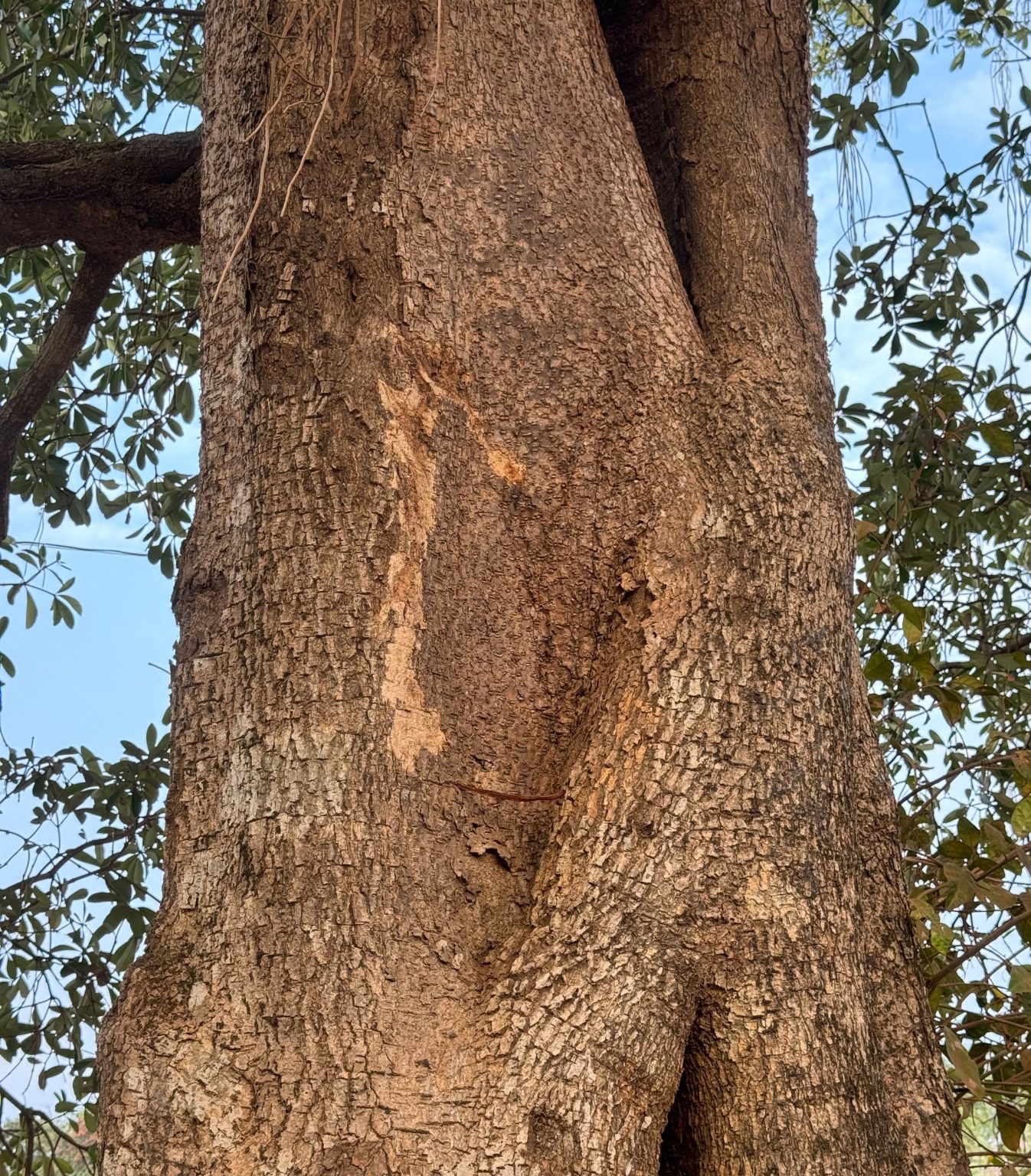 Satvin Tree - GIM Hotspot