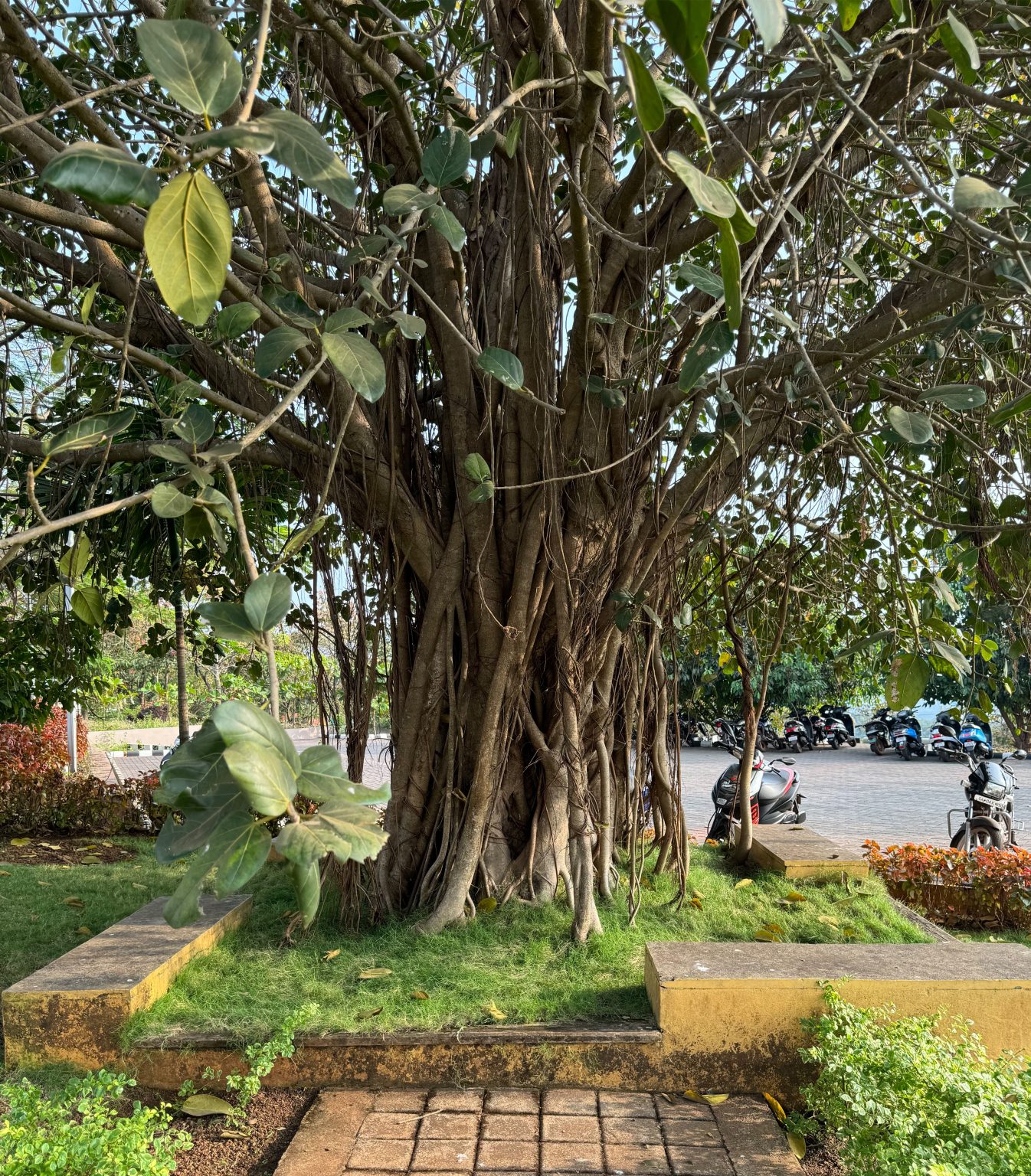 Banyan Tree - GIM Hotspot